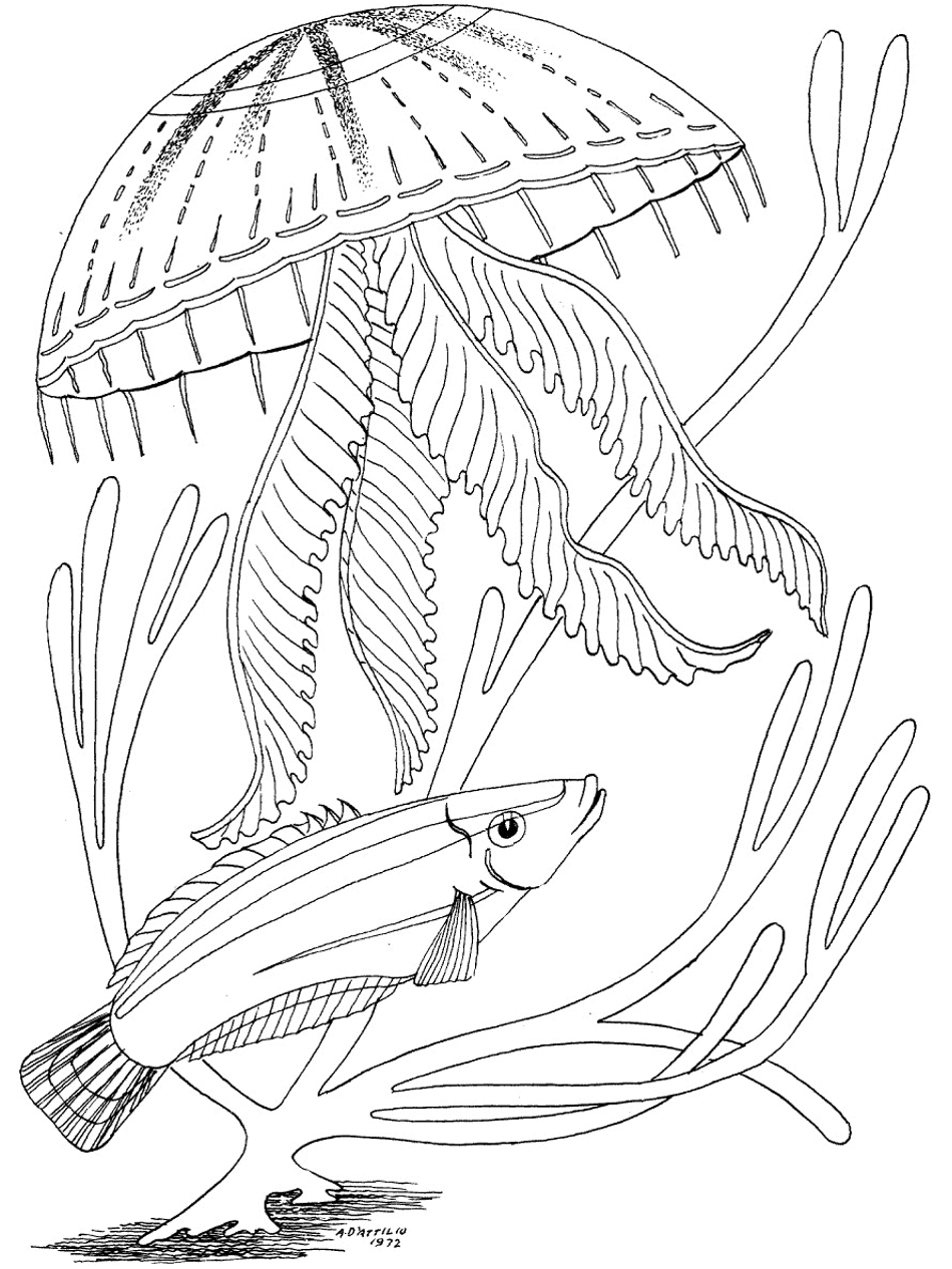 Ocean Coloring Pages PrimaryGames